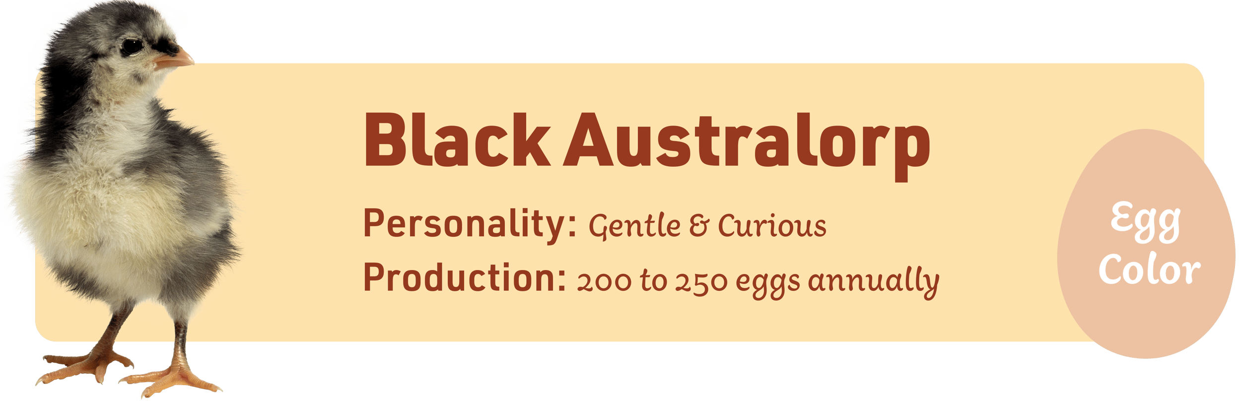 12 Most Popular Backyard Chicken Breeds | IFA's Helping to Grow Blog