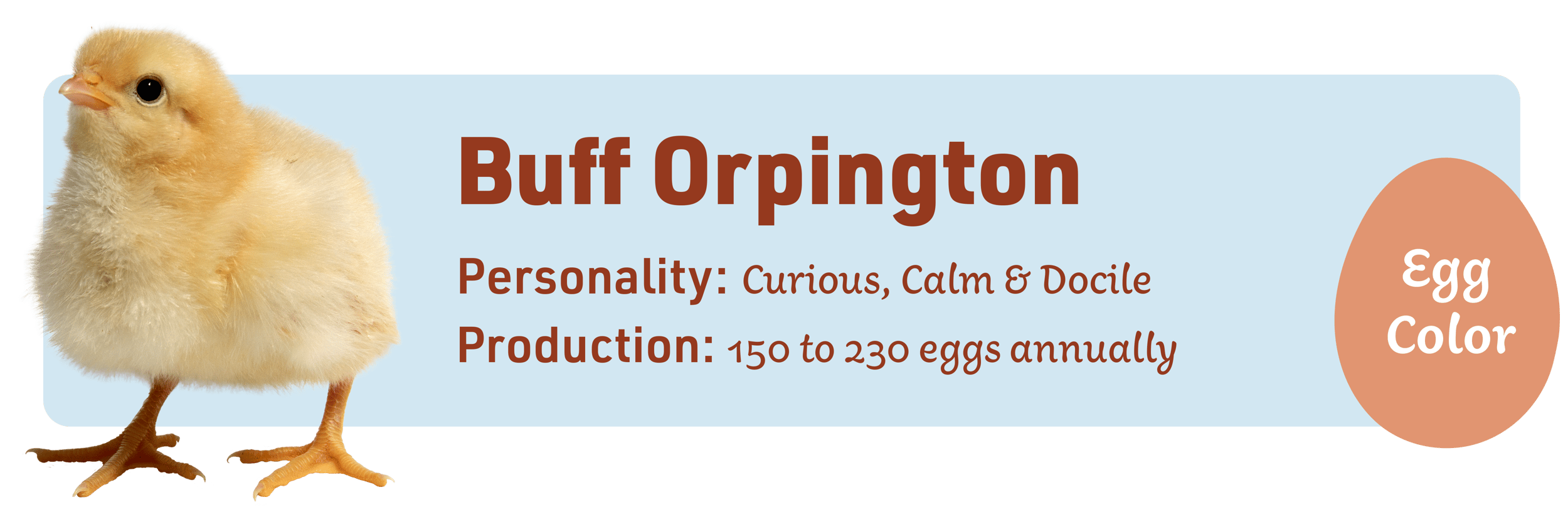 12 Most Popular Backyard Chicken Breeds | IFA's Helping to Grow Blog