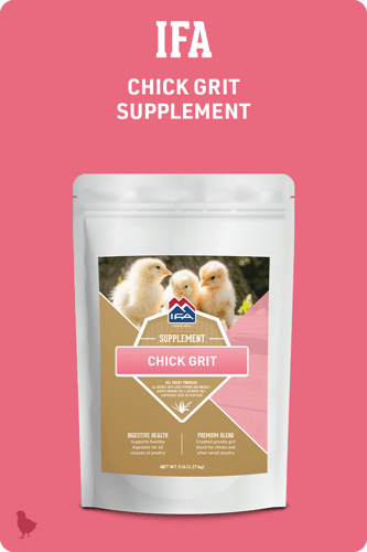 How to Start Raising Egg-Laying Chickens | IFA's Helping to Grow Blog