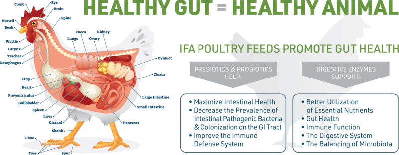 What to Feed Chickens? | IFA's Helping to Grow Blog