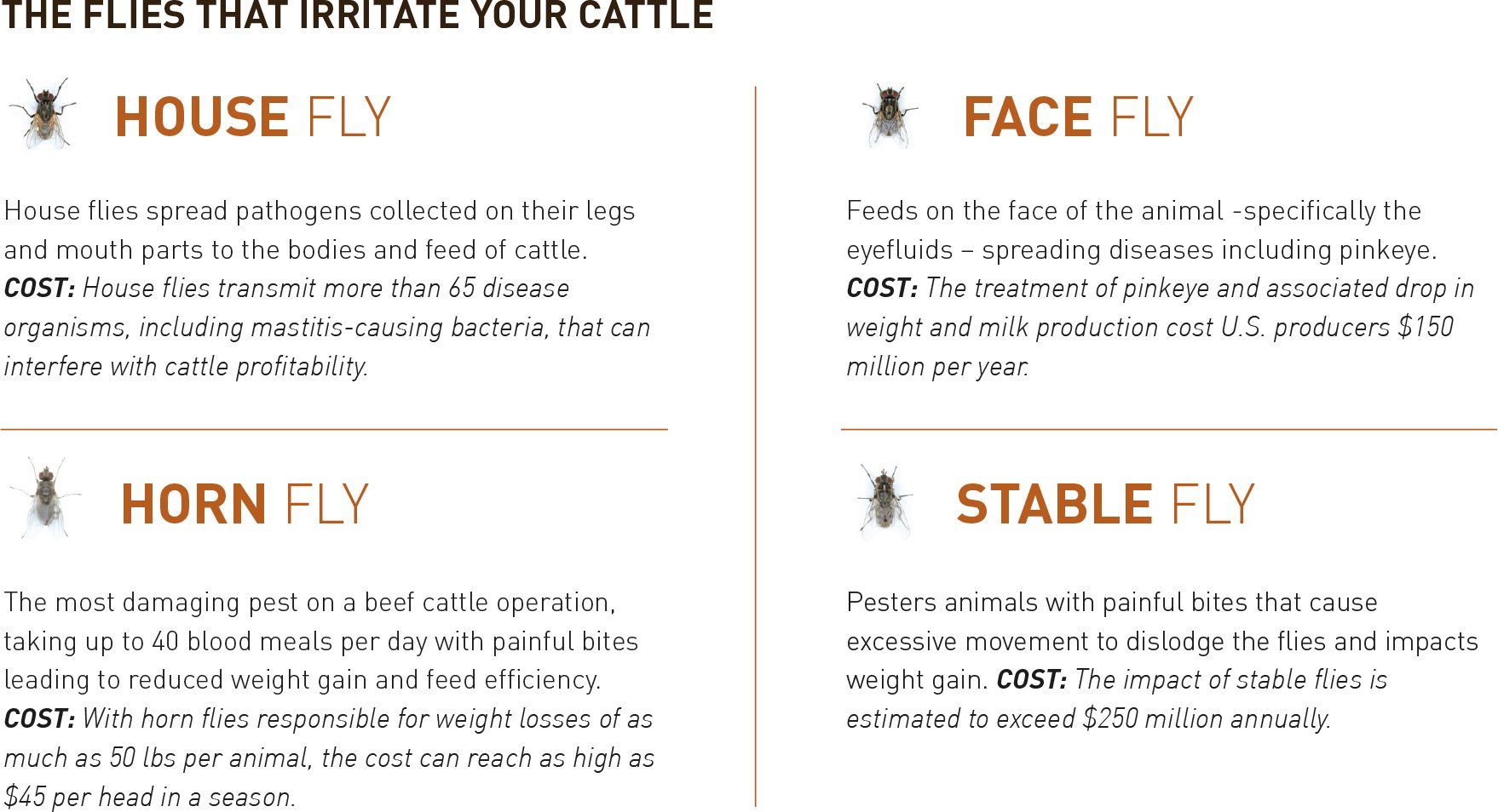30 l 30 Feed-Through Fly Control with IFA ICBM Mineral | IFA's Blog