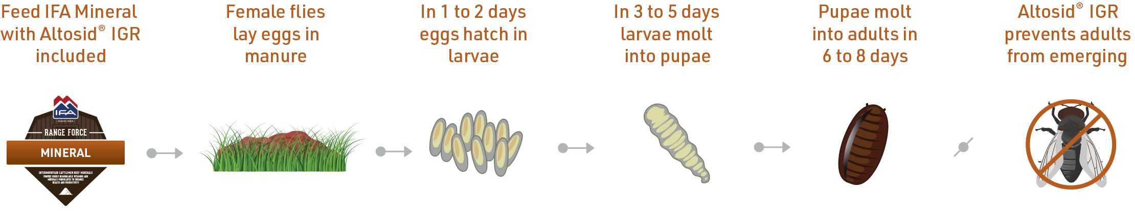 30 l 30 Feed-Through Fly Control with IFA ICBM Mineral | IFA's Blog