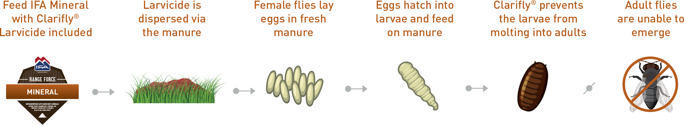 30 l 30 Feed-Through Fly Control with IFA ICBM Mineral | IFA's Blog