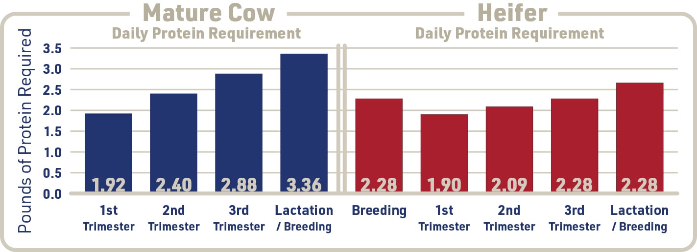 Understanding Beef Cattle Protein Requirements by Production Stage