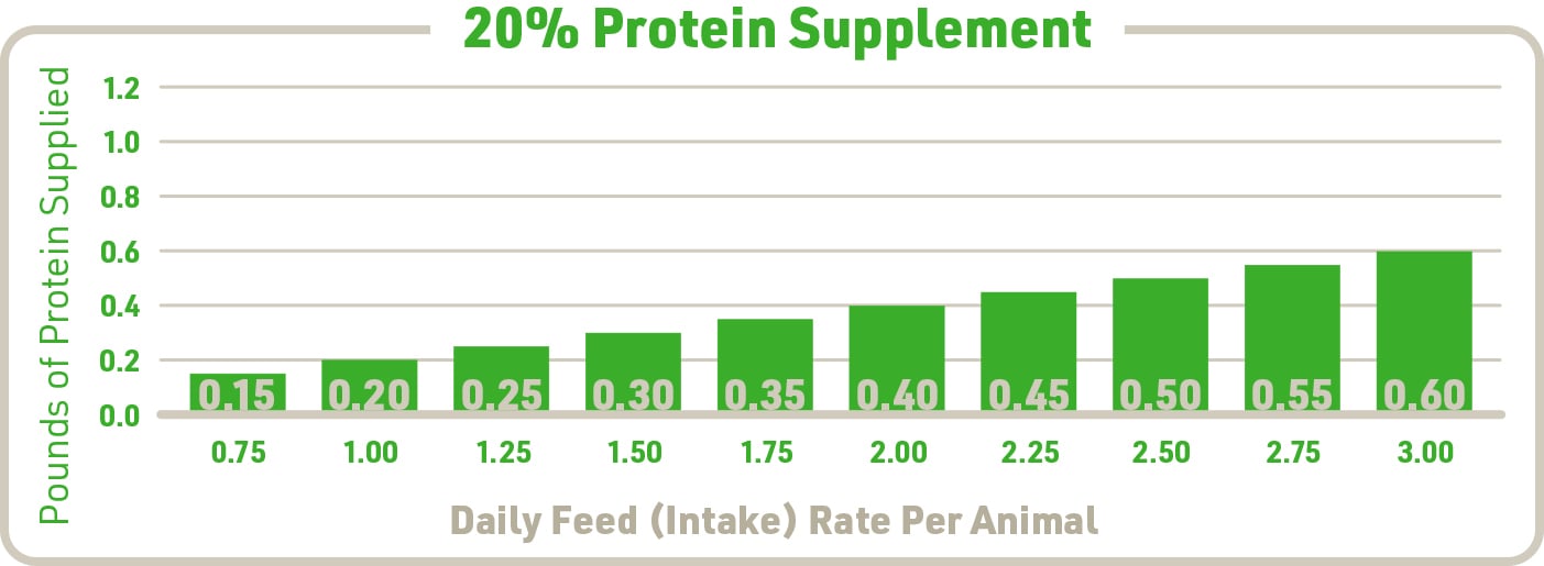 The Ultimate Guide to Beef Cattle Protein Supplementation | IFA's Blog