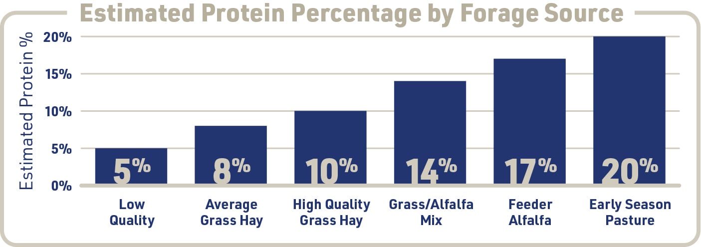 Understanding Beef Cattle Protein Requirements by Production Stage