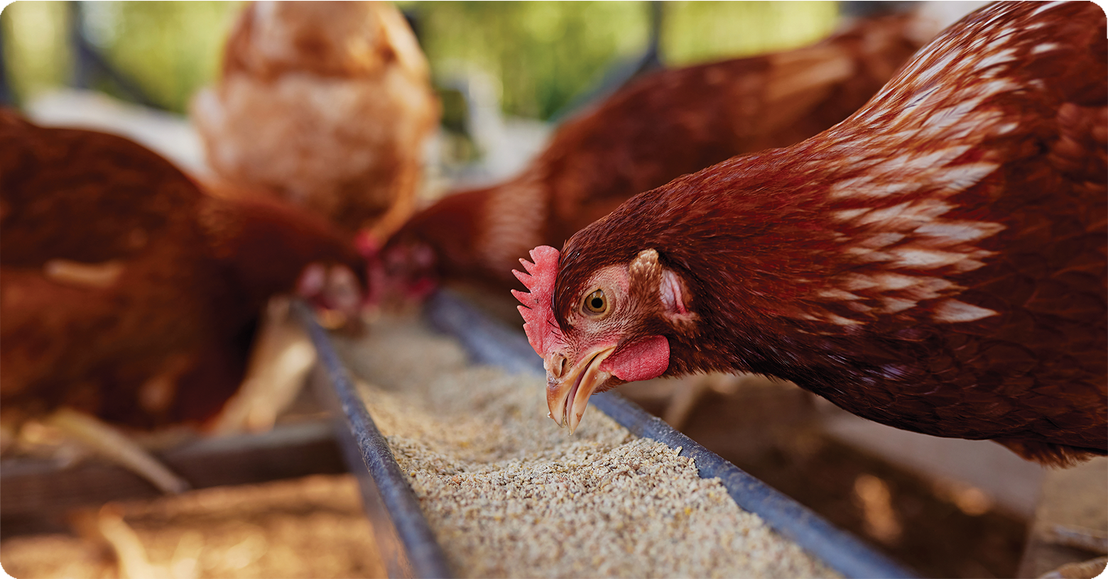 What Is Biosecurity and Why It’s Important to Agriculture | IFA's Blog