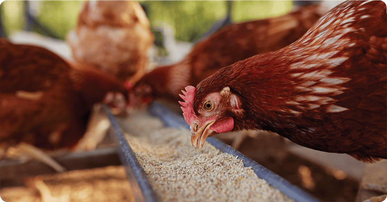 What Is Biosecurity and Why It’s Important to Agriculture | IFA's Blog