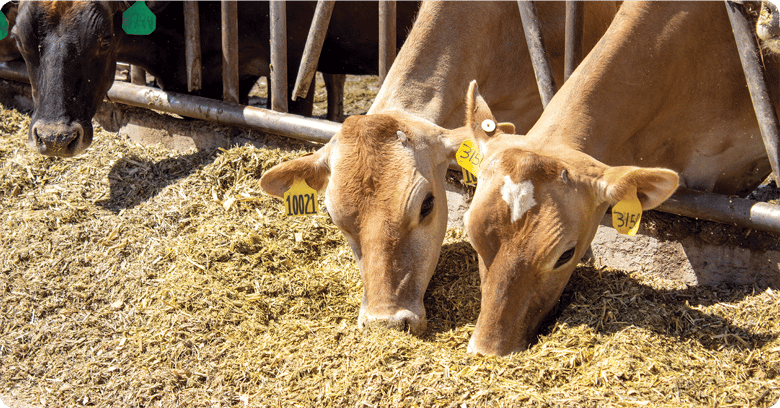 What Is Biosecurity and Why It’s Important to Agriculture | IFA's Blog