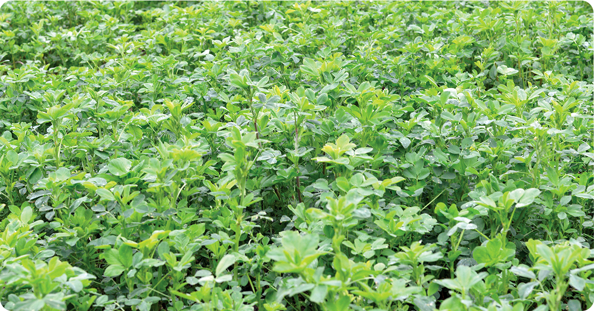 Alfalfa Seed Selection| IFA’s Helping to Grow Blog