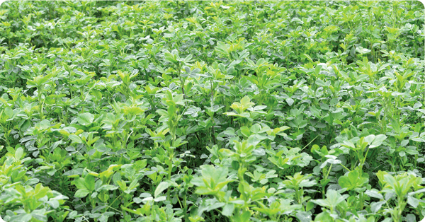 Alfalfa Seed Selection| IFA’s Helping to Grow Blog