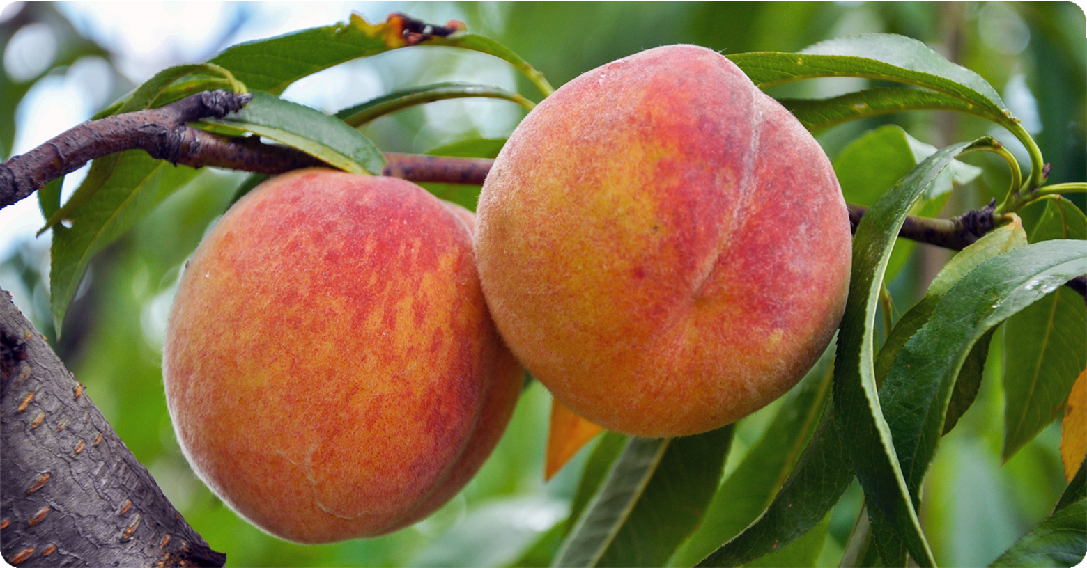 Growing Fruit Trees in Utah | IFA's Helping to Grow Blog