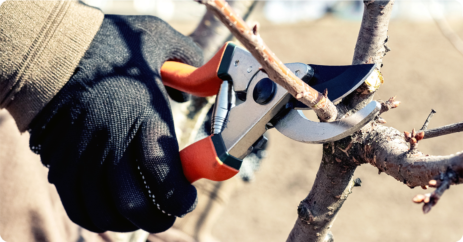 Growing Fruit Trees in Utah | IFA's Helping to Grow Blog