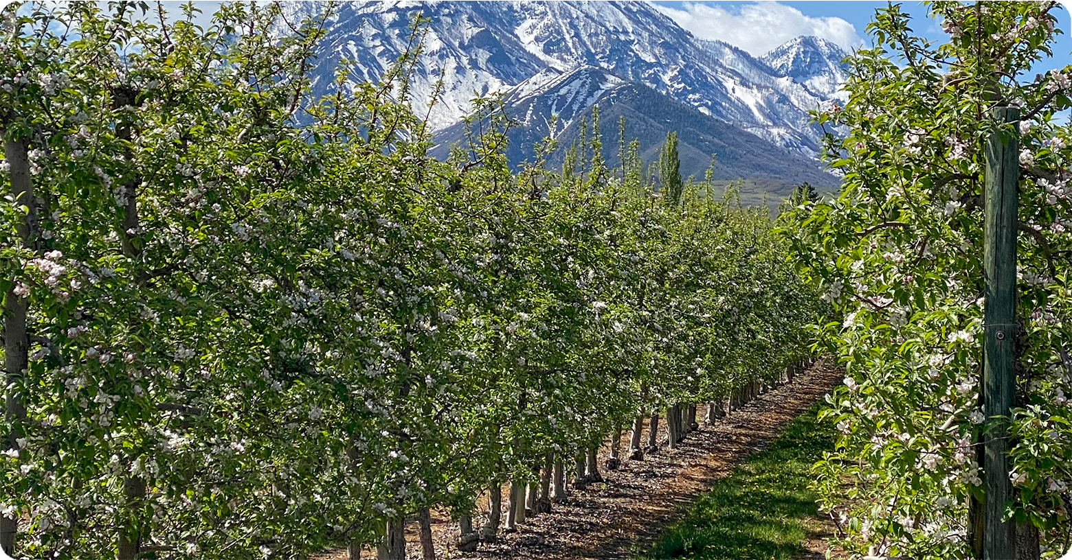 Growing Fruit Trees in Utah | IFA's Helping to Grow Blog