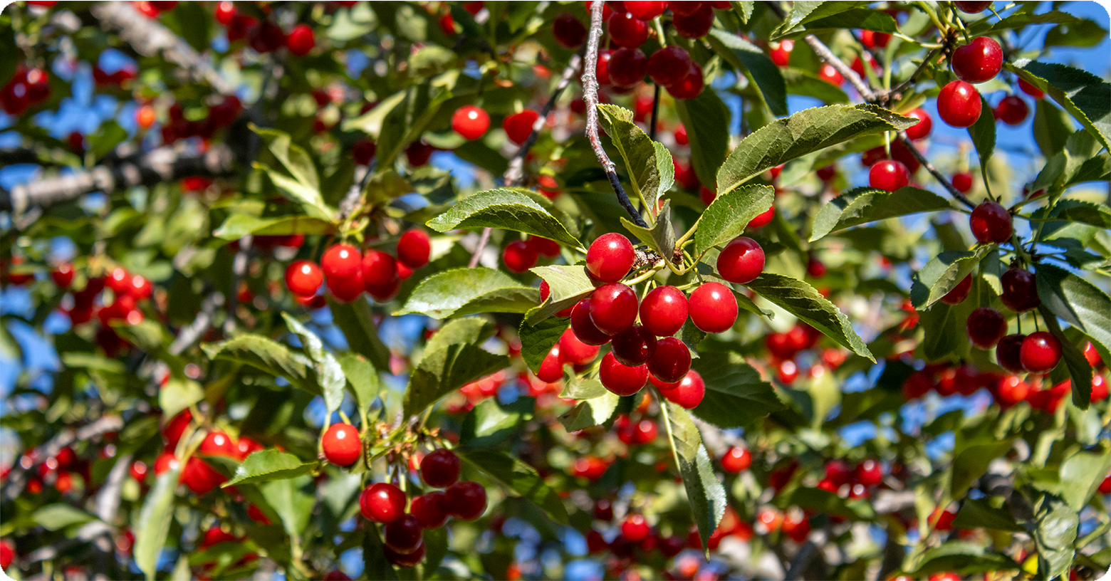 Growing Fruit Trees in Utah | IFA's Helping to Grow Blog