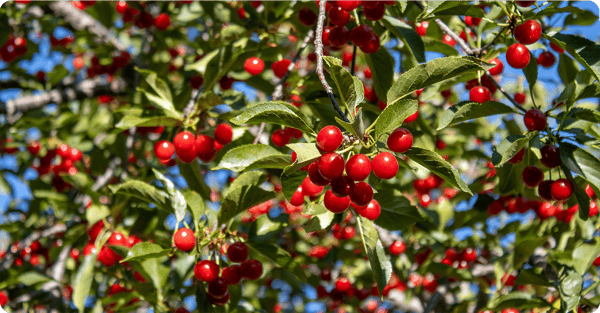 Growing Fruit Trees in Utah | IFA's Helping to Grow Blog
