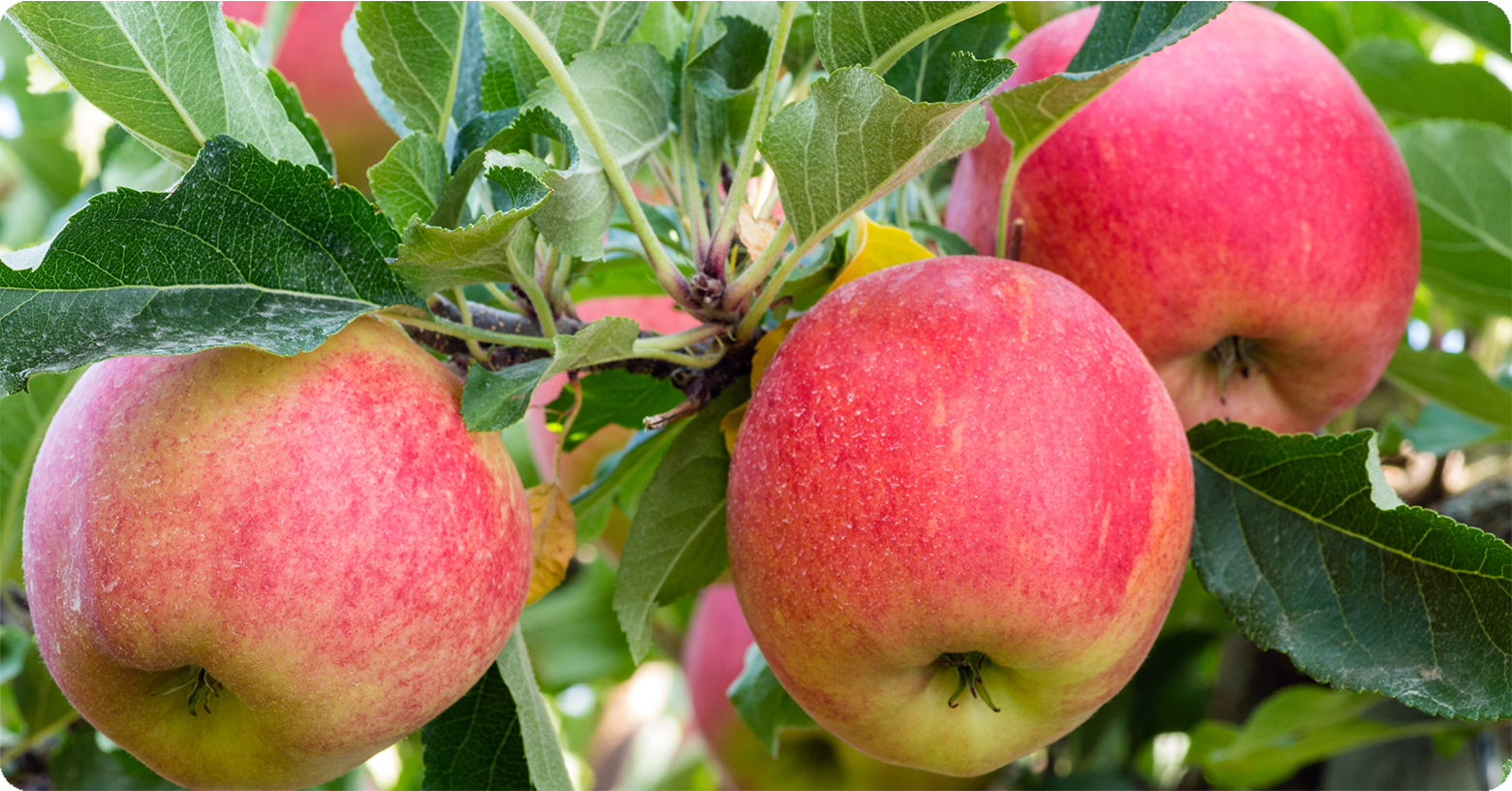 Growing Fruit Trees in Utah | IFA's Helping to Grow Blog