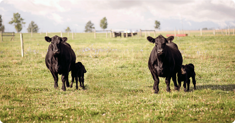 Cattle Feed Supplements: Protein Tubs and Blocks | Helping You Grow