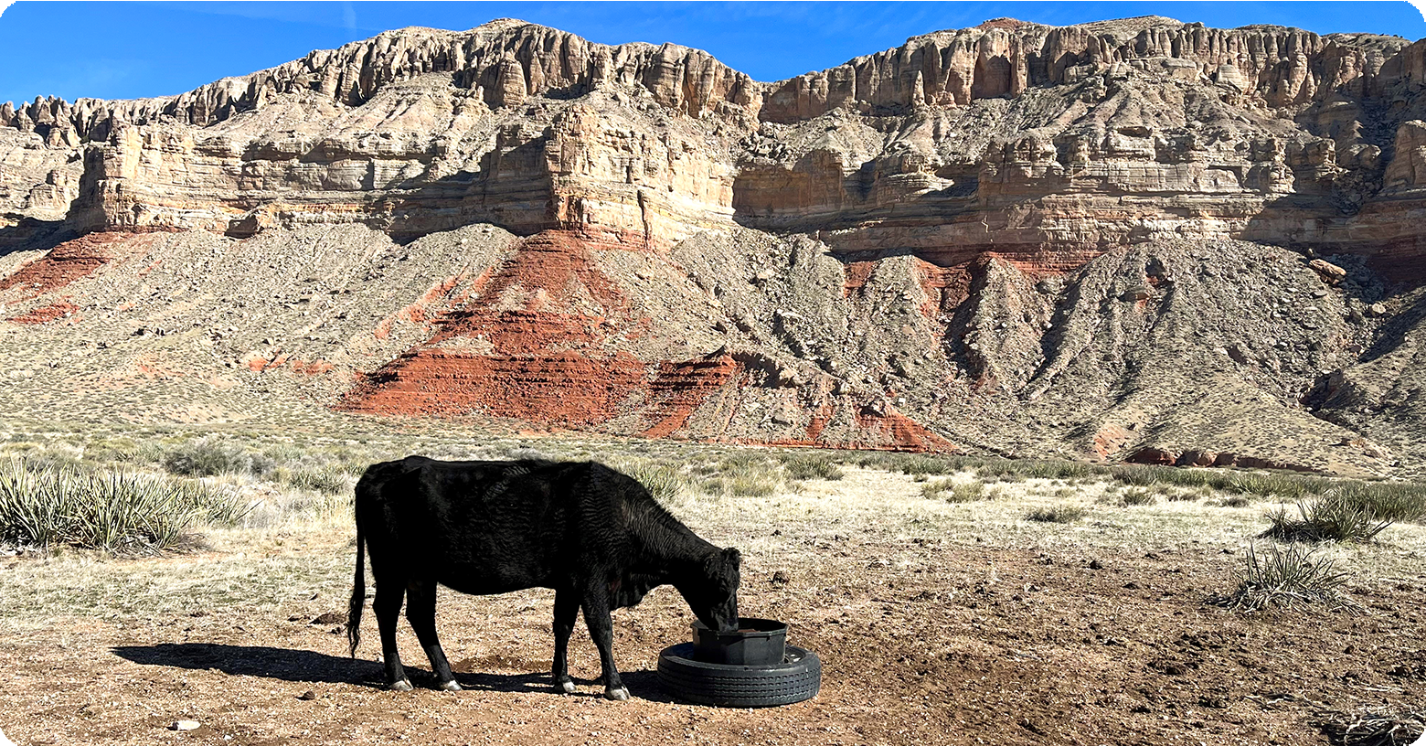 Cattle Feed Supplements: Protein Tubs and Blocks | Helping You Grow