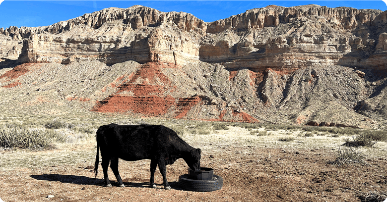 Cattle Feed Supplements: Protein Tubs and Blocks | Helping You Grow