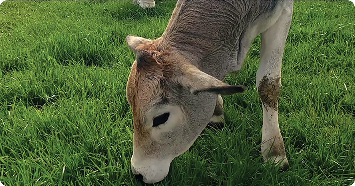 Fodder Livestock Feed: Friend or Foe | IFA's Blog