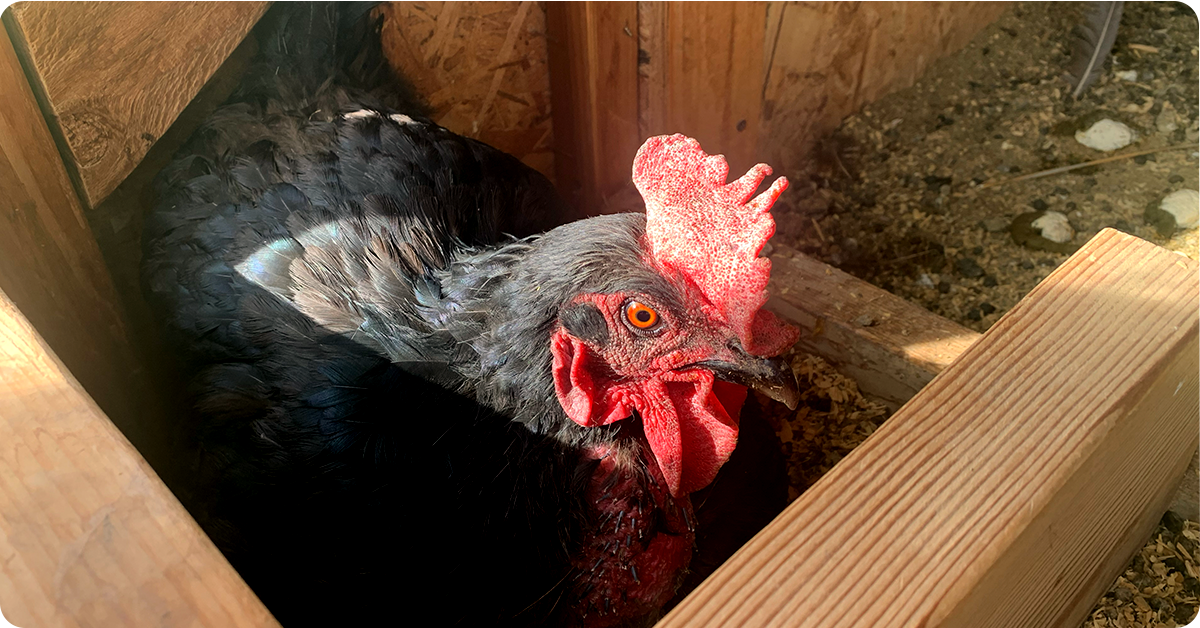 12 Most Popular Backyard Chicken Breeds | IFA's Helping to Grow Blog