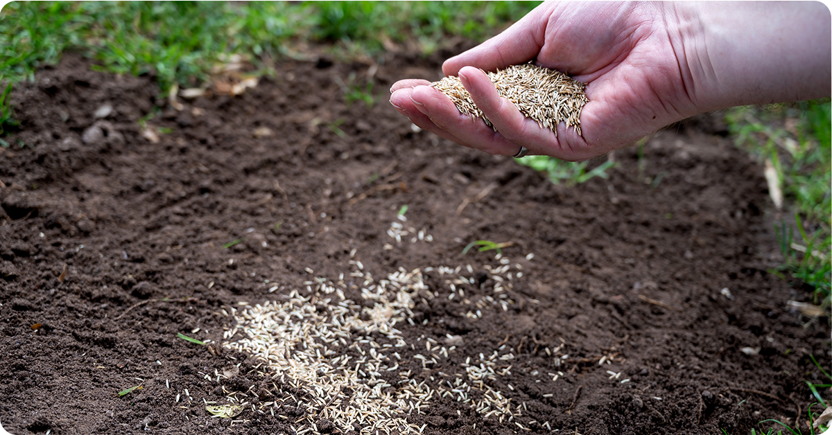 Overseeding Your Lawn, A Guide for Utah Grasses | IFA Blog