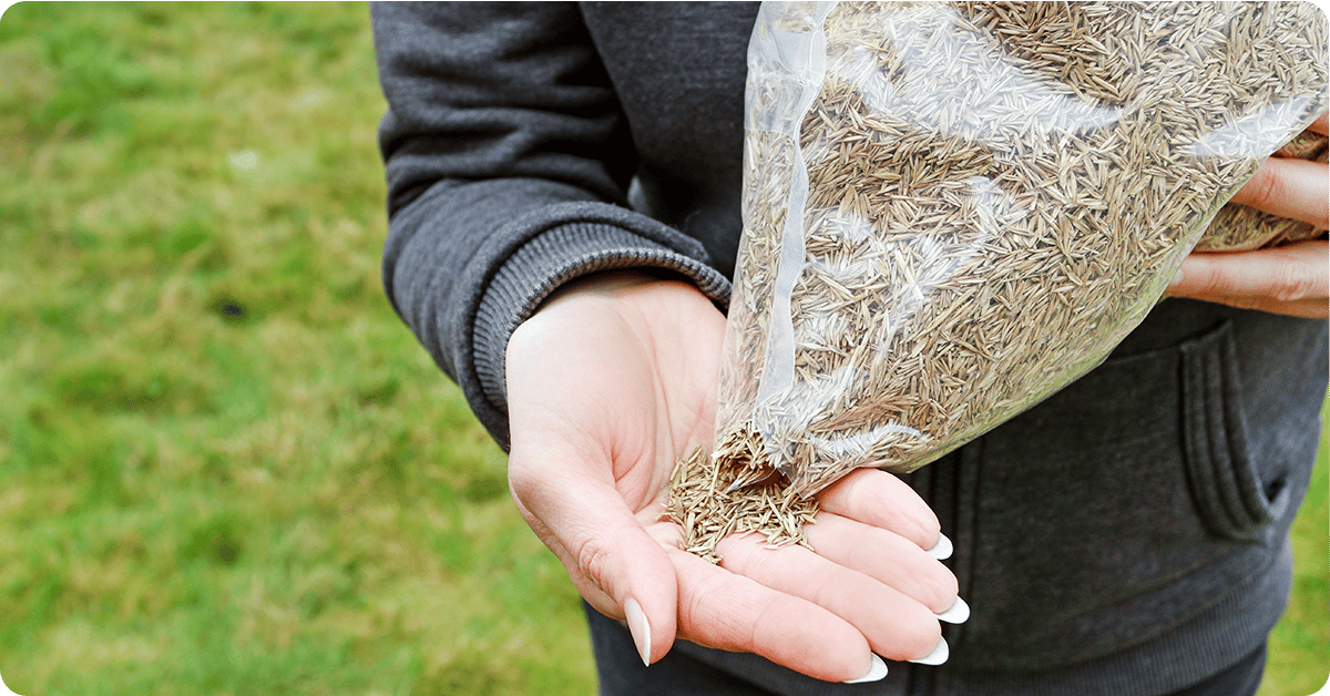 Overseeding Your Lawn, A Guide for Utah Grasses | IFA Blog