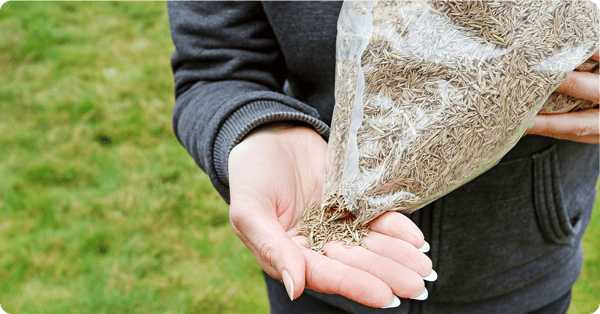 Overseeding Your Lawn, A Guide for Utah Grasses | IFA Blog