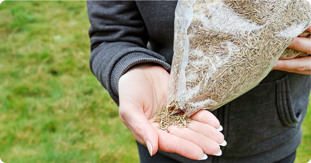 Overseeding Your Lawn, A Guide for Utah Grasses | IFA Blog