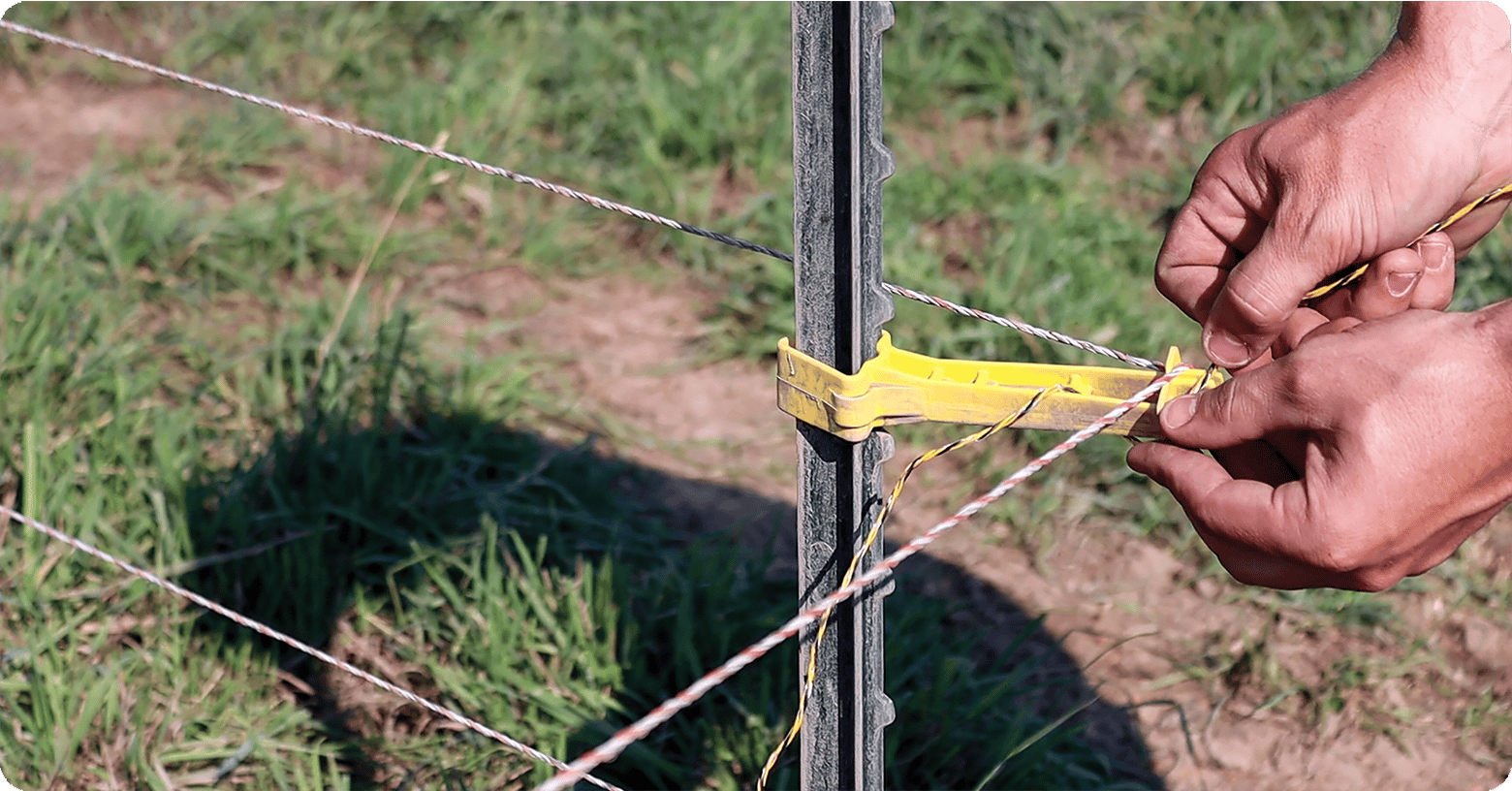 Rotational Grazing For Livestock | IFA’s Helping To Grow Blog