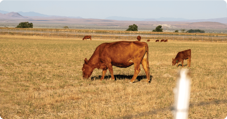 Rotational Grazing For Livestock | IFA’s Helping To Grow Blog