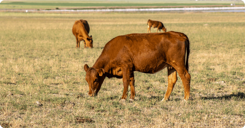 The Dangers of Grass Tetany in Cattle | IFA's Blog