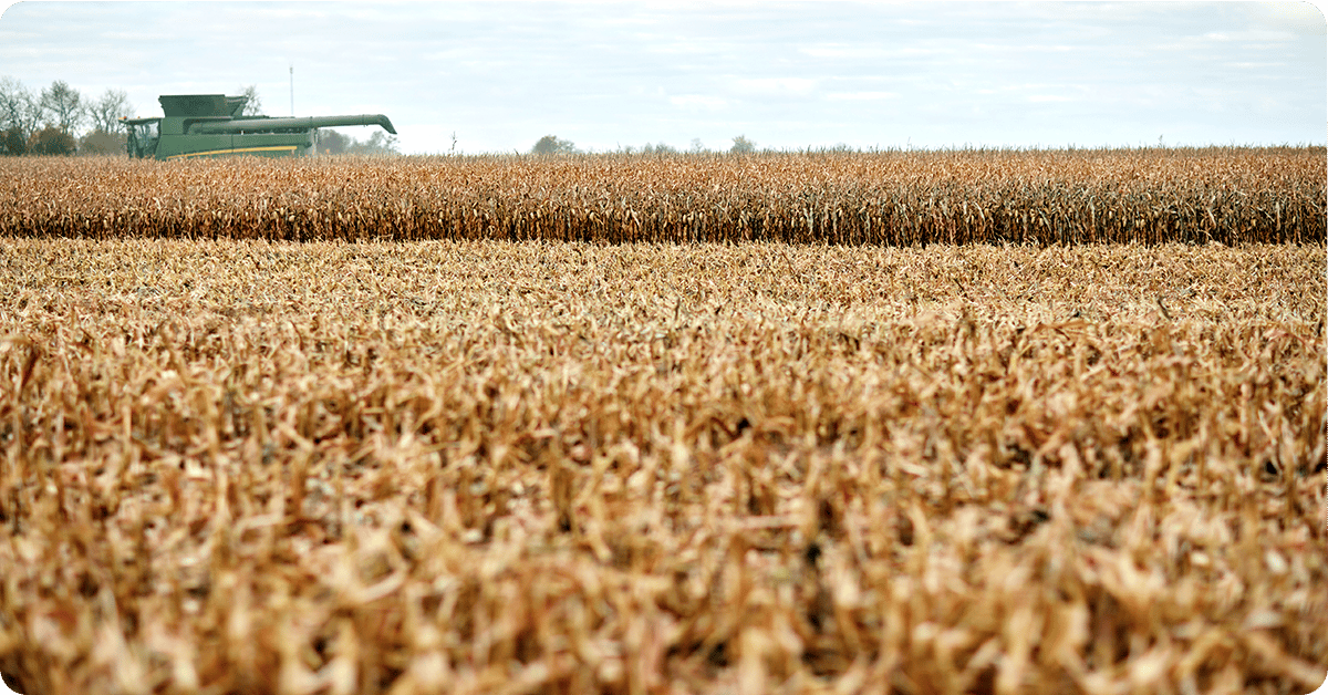 Tips for Successful Fall Planting | IFA’s Helping to Grow Blog