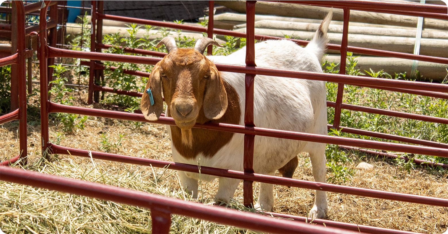 Young Producer: Legendary Uintah Boer Goats | Helping to Grow Blog