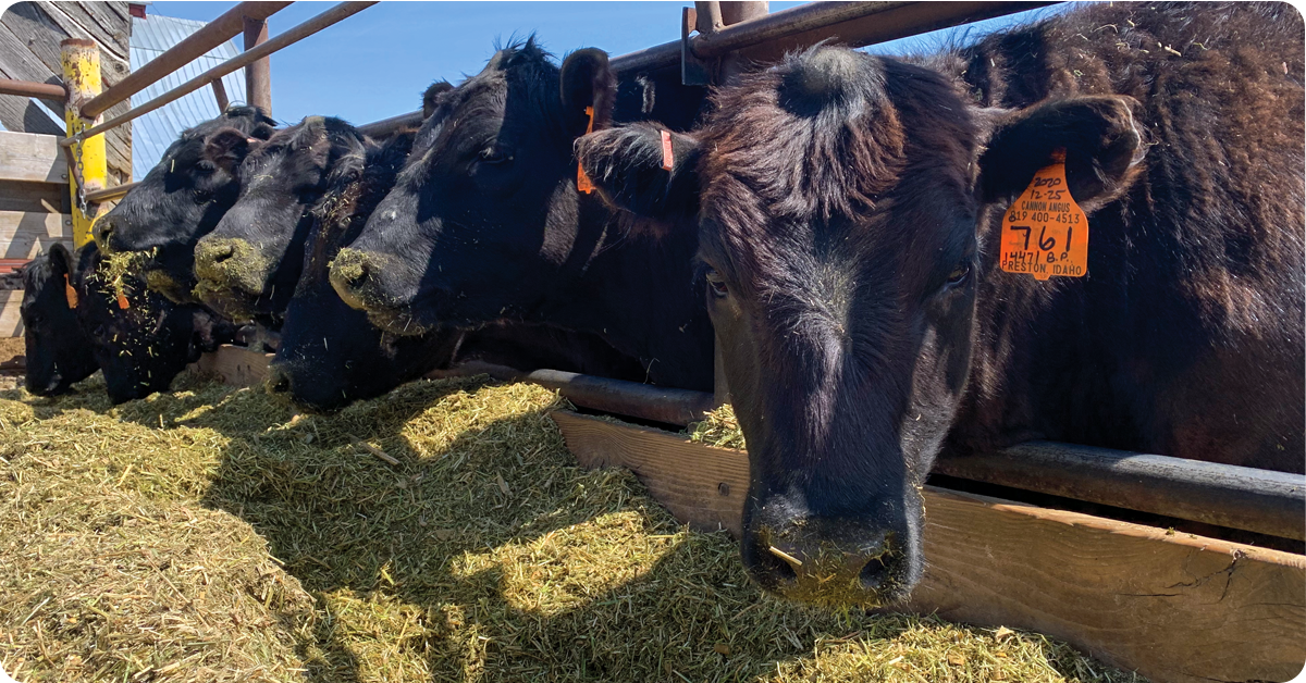 Helping Build The Cannon Angus Brand | IFA's Blog