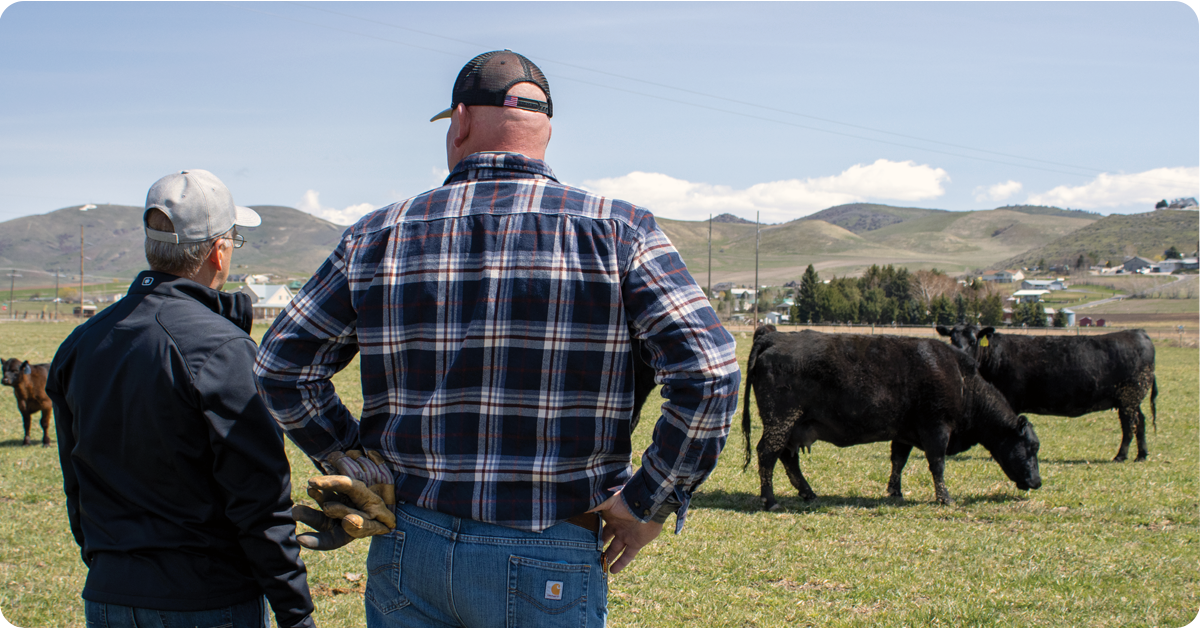 Helping Build The Cannon Angus Brand | IFA's Blog