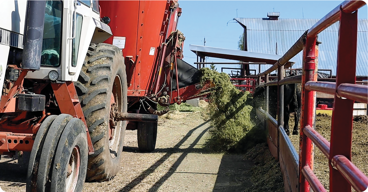 Helping Build The Cannon Angus Brand | IFA's Blog