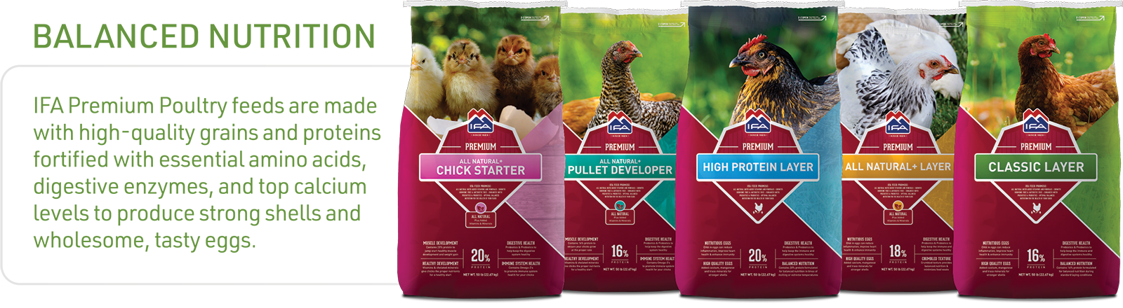 What to Feed Chickens? | IFA's Helping to Grow Blog