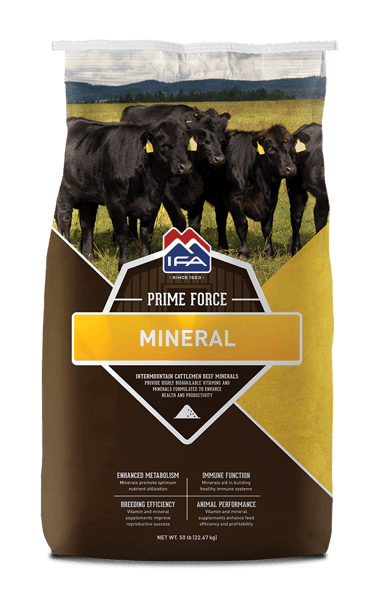 Improving Livestock Production With Cattle Mineral | IFA's Blog