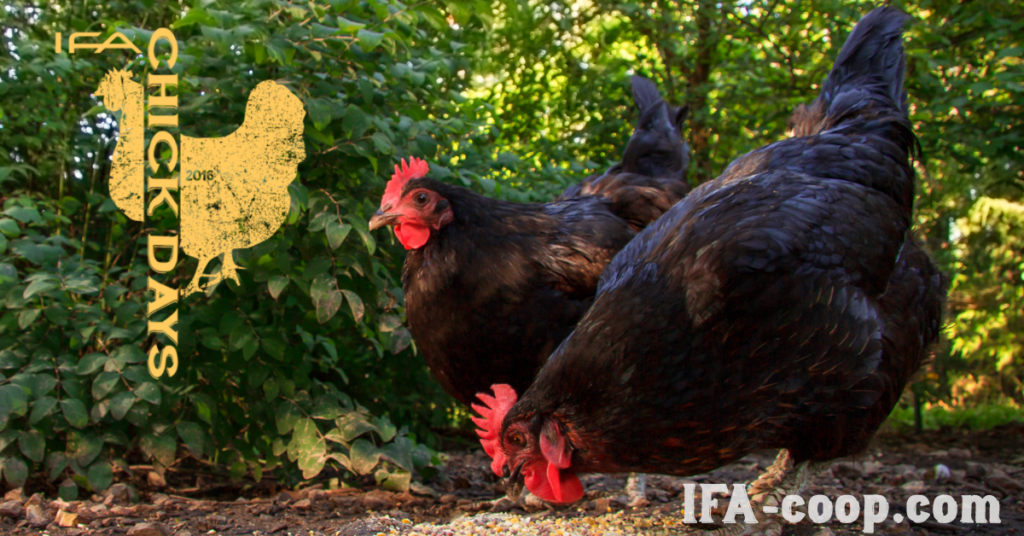 10 Best Chickens for Kids and Families | IFA's Helping to Grow Blog