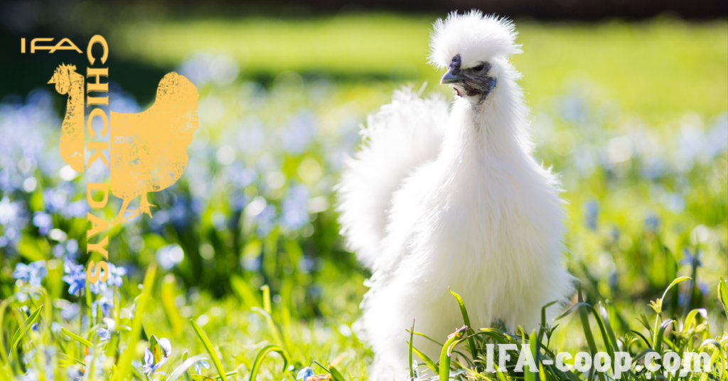 10 Best Chickens for Kids and Families | IFA's Helping to Grow Blog
