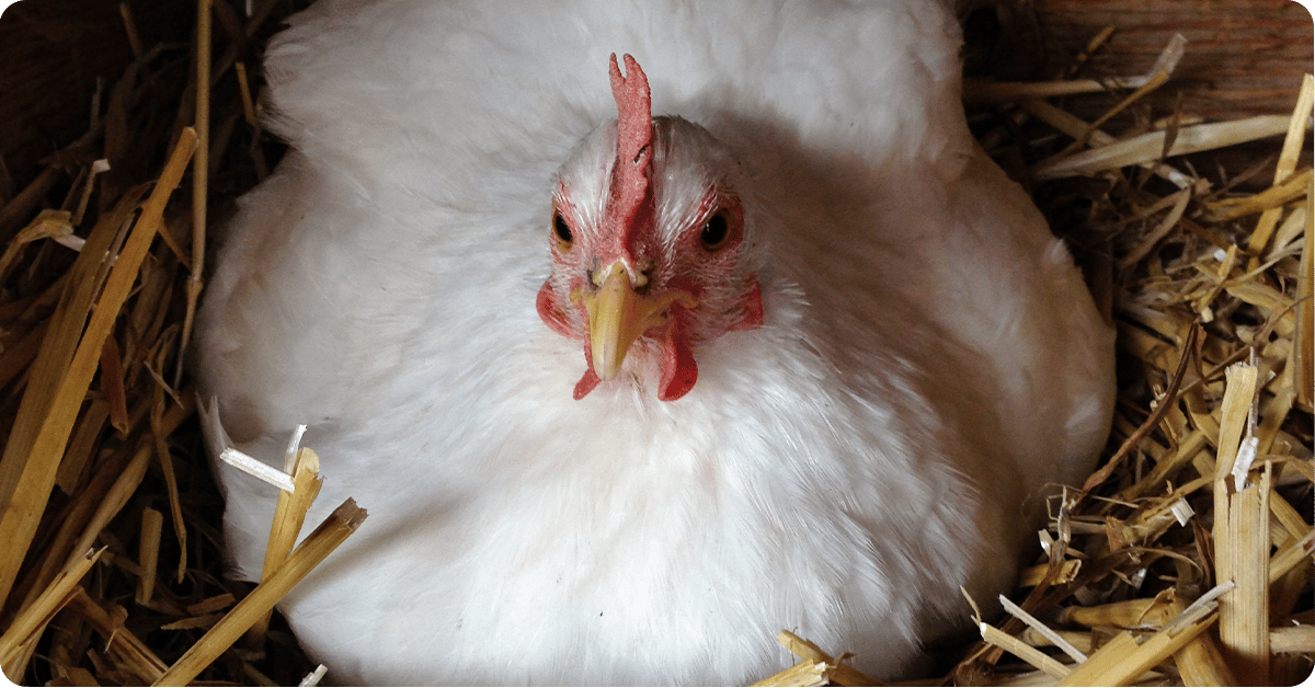 The Best Egg Laying Chickens A Guide To Egg Production Ifa S Blog