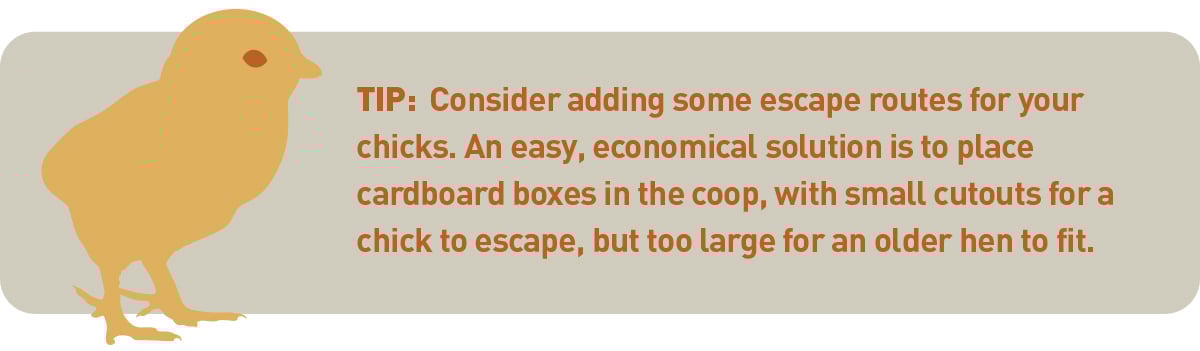 How to Introduce New Chicks to Your Flock | IFA's Helping to Grow Blog