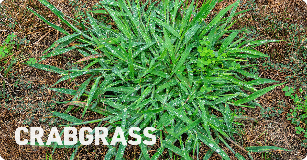 How to Identify & Control Lawn Weeds | IFA's Helping to Grow Blog