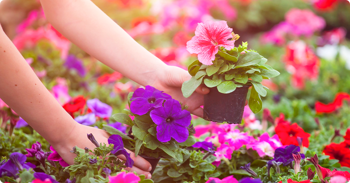 How to Arrange Beautiful Potted Flowers & Flower Baskets | IFA's Blog