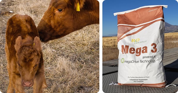 Benefits of Omega-3 Fats in Beef Cattle | IFA's Helping to Grow Blog