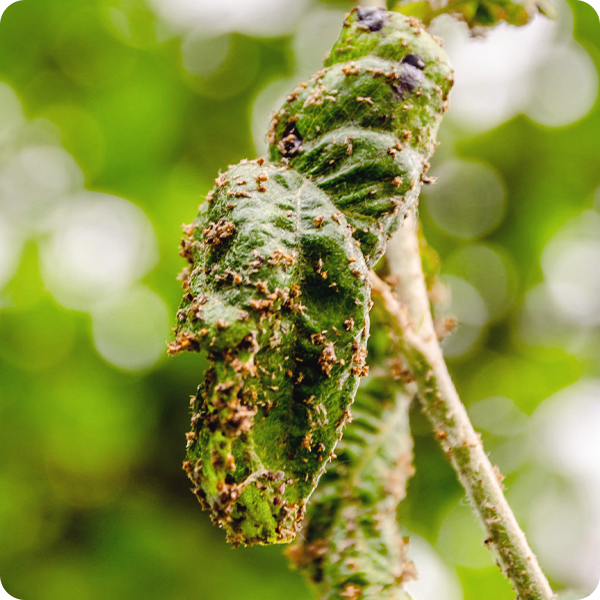 How to Control Common Fruit-Tree Pests | IFA's Helping to Grow Blog