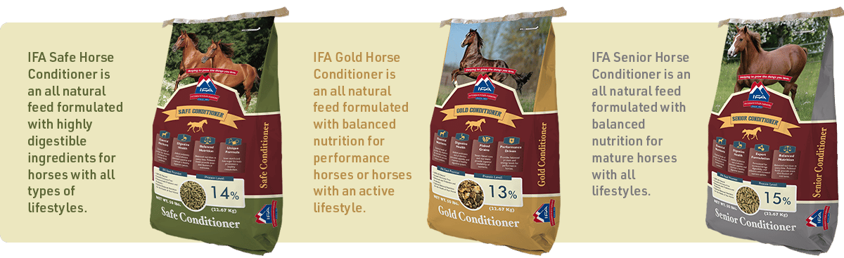 Complete Horse Nutrition Starts With the Best Feed
