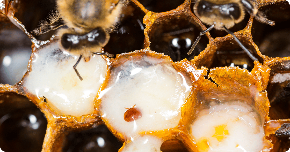 Controlling Varroa Mites in Your Beehive | IFA's Helping to Grow Blog